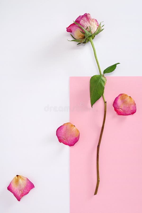 Rose and fallen petals stock photo. Image of leaf, natural - 219698674