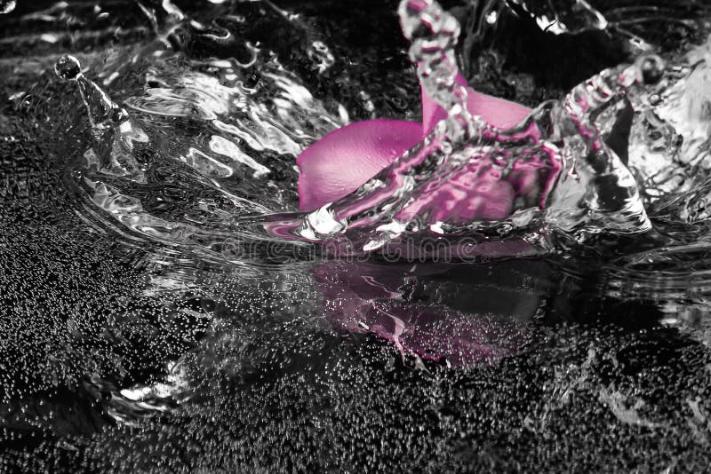 Rose Falling into the Water with a Splash and Spray Stock Image - Image ...