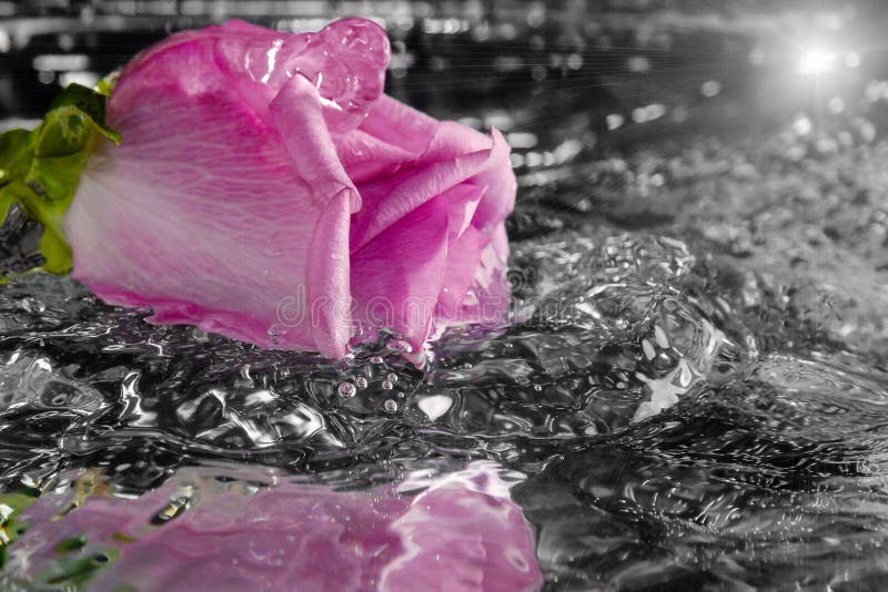 Rose Falling into the Water with a Splash and Spray Stock Image - Image ...