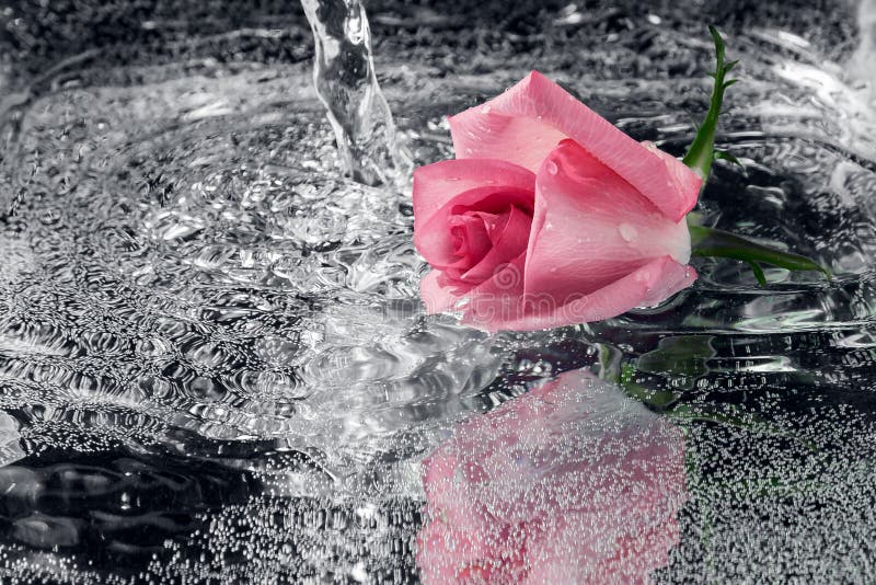 Rose Falling into the Water with a Splash and Spray Stock Photo - Image ...