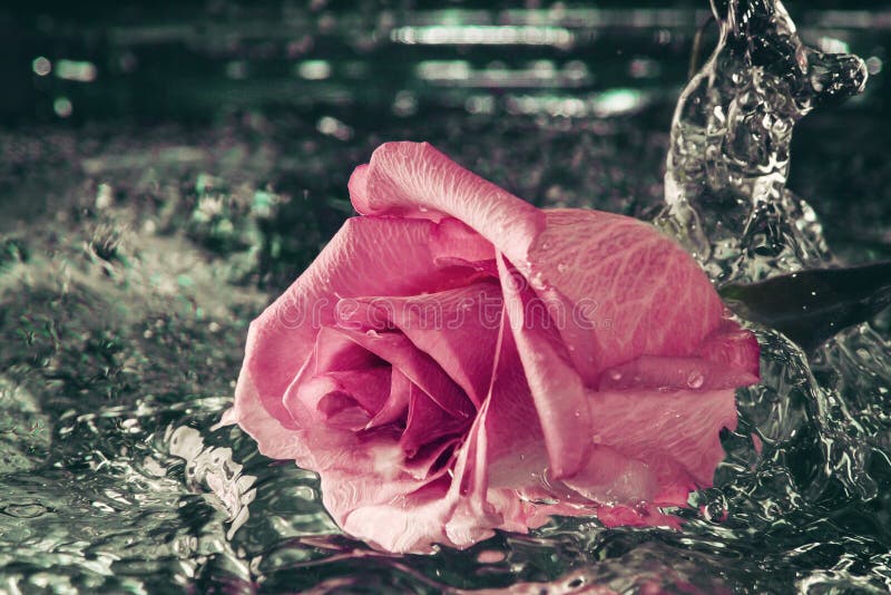 Rose Falling into the Water with a Splash and Spray Stock Photo - Image ...