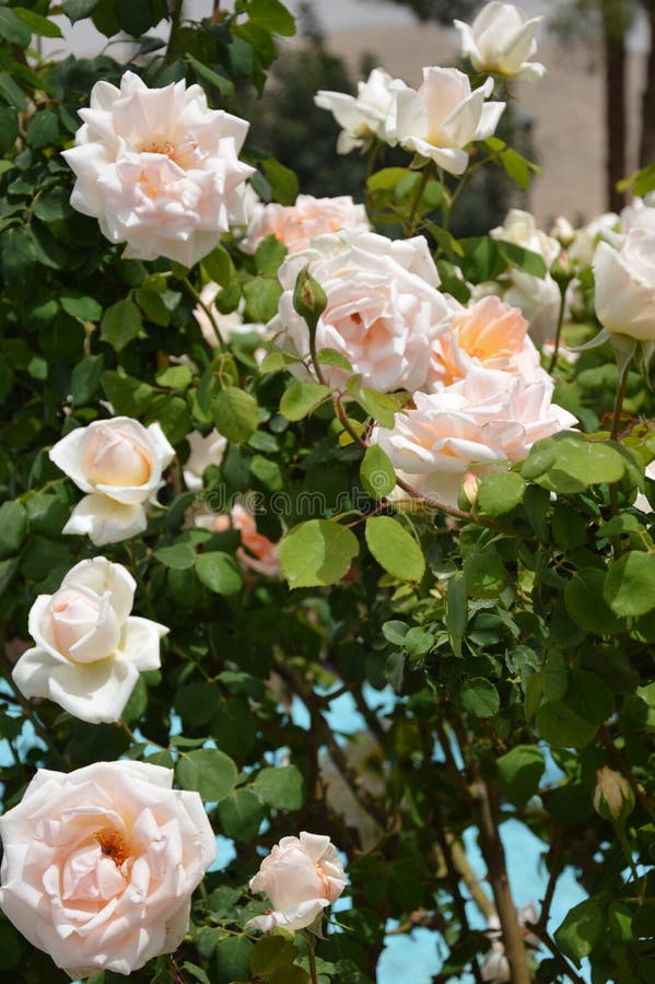 Rose, Rose Family, Flower, Plant Picture. Image: 118940366