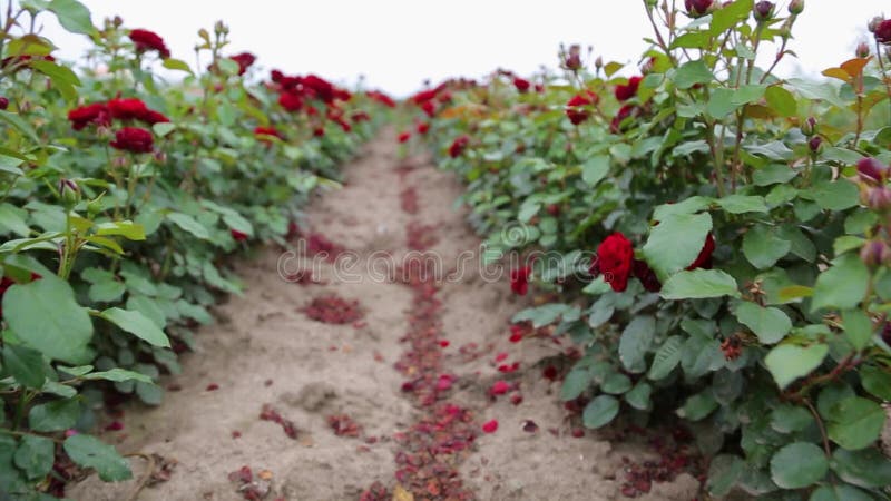 Rose Plantation. Growing Roses for Seedlings Stock Video - Video of ...