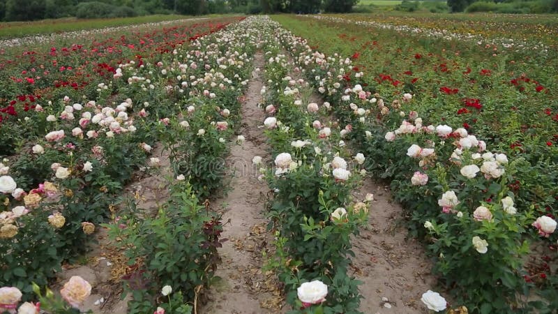 Rose Plantation. Growing Roses for Seedlings Stock Footage - Video of ...