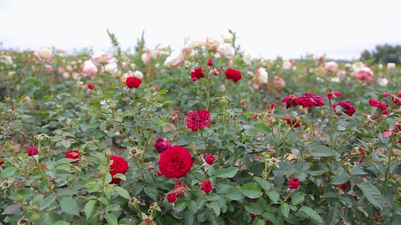 Rose Plantation. Growing Roses for Seedlings Stock Video - Video of ...
