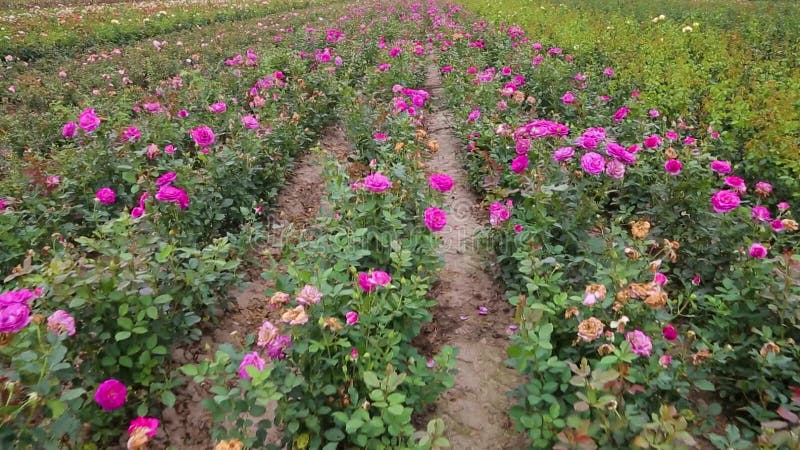 Rose Plantation. Growing Roses for Seedlings Stock Footage - Video of ...