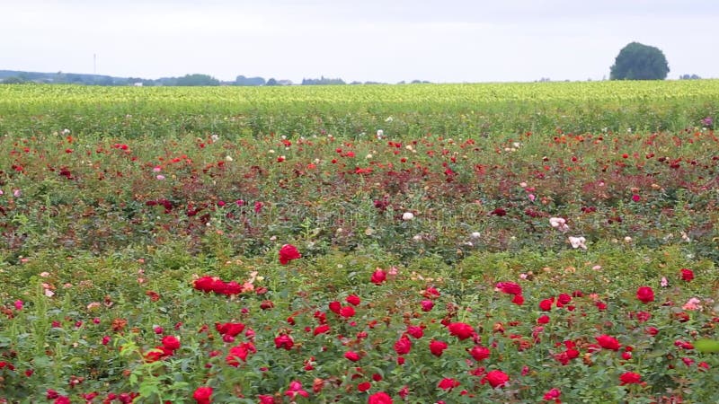 Rose Plantation. Growing Roses for Seedlings Stock Video - Video of ...