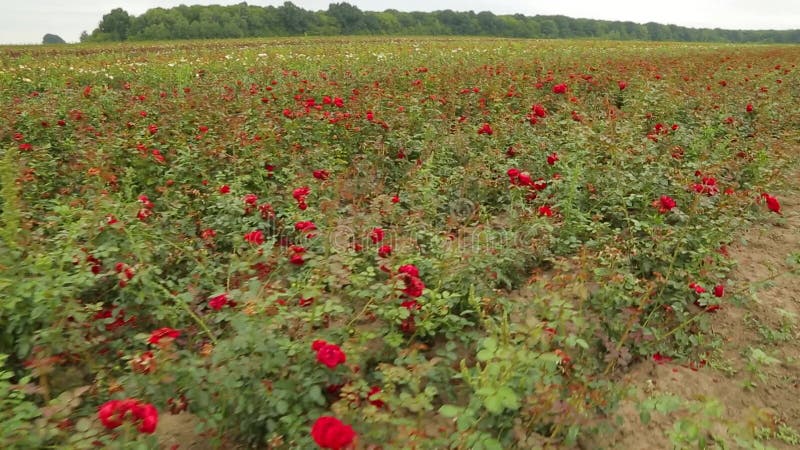 Rose Plantation. Growing Roses for Seedlings Stock Video - Video of ...