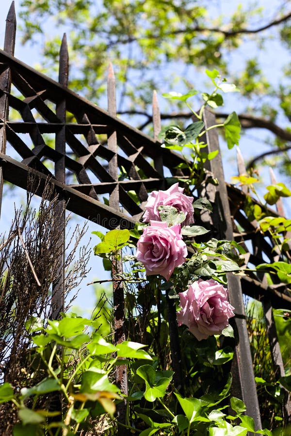 Rose on the fence stock photo. Image of blossom, herb - 54952856