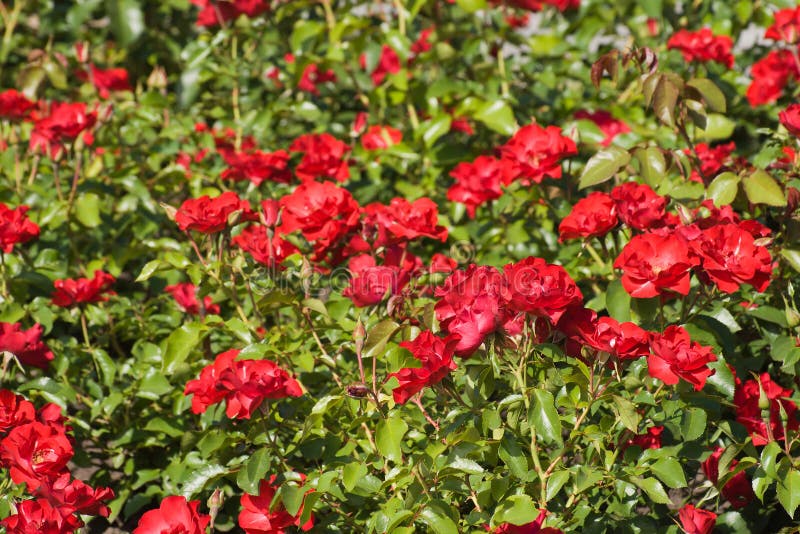 Rose field stock photo. Image of nature, field, branch - 6254884