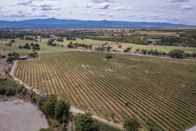 Rose field in Bulgaria stock image. Image of high, gardening - 248683039