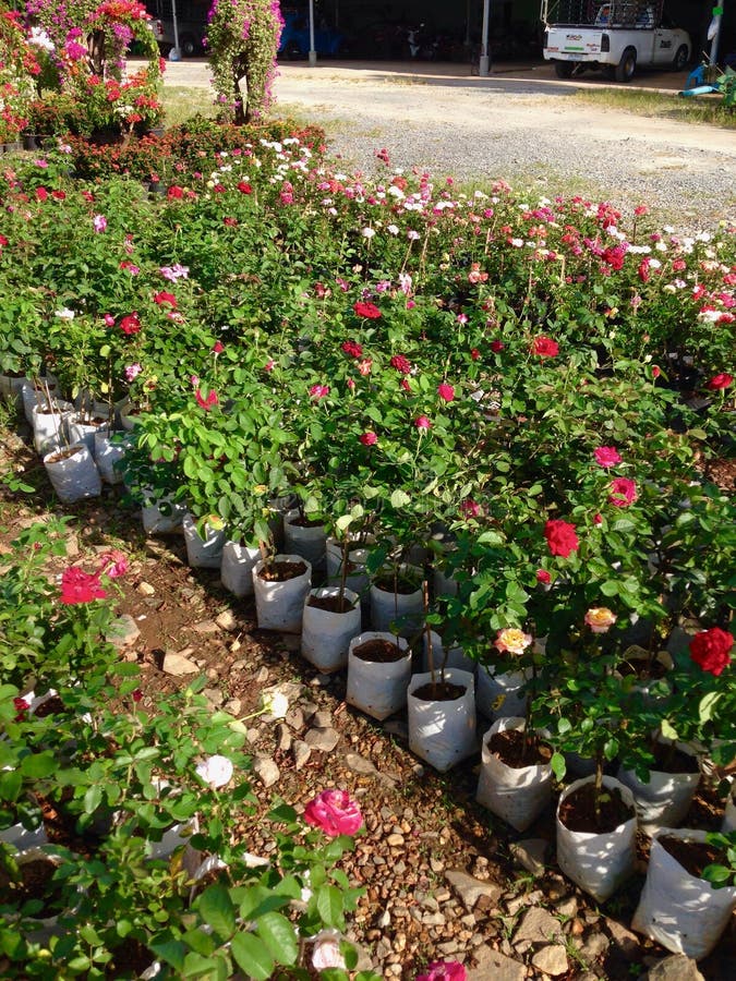 Rose field stock photo. Image of beautiful, field, rose - 62752980