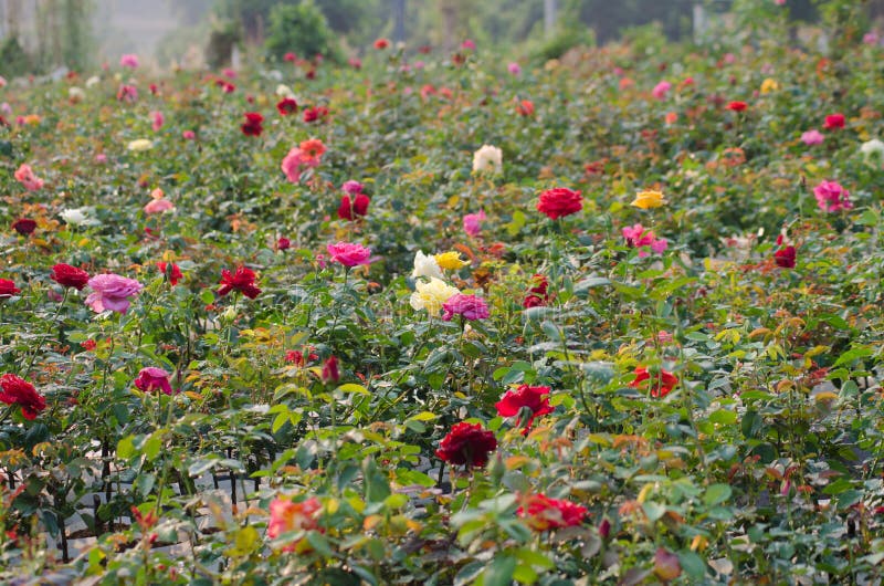 Rose field stock photo. Image of rosaceae, white, nature - 31242492
