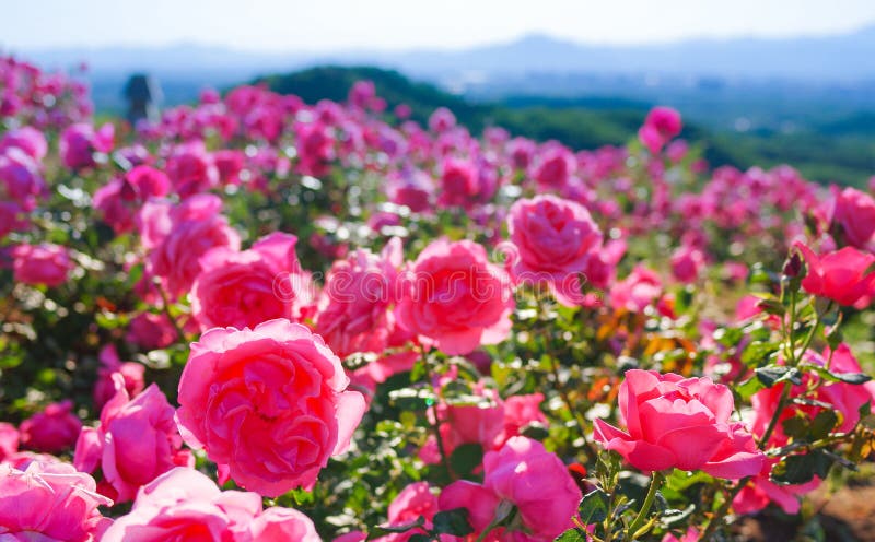 Rose field stock image. Image of colorful, garden, rose - 71516933