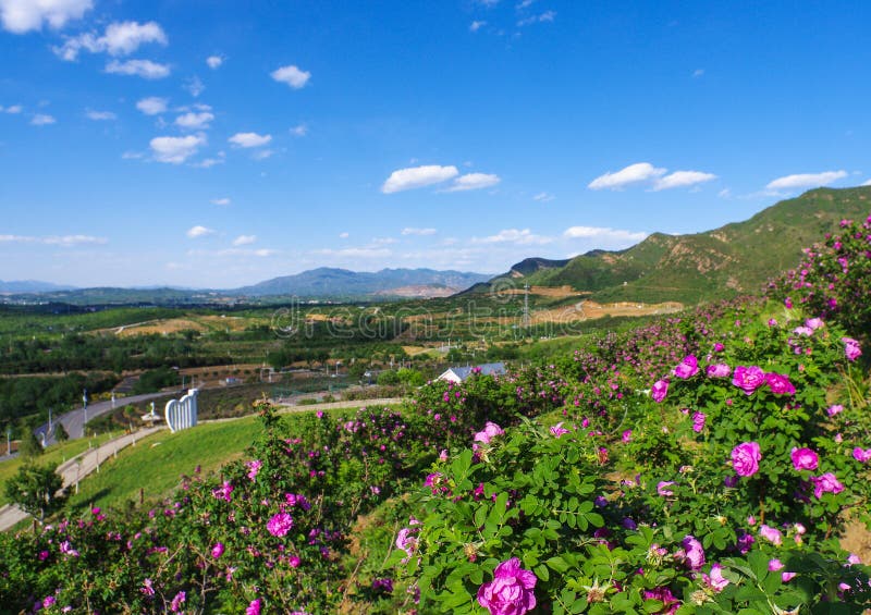 Rose field stock photo. Image of landscape, rays, covered - 71519718