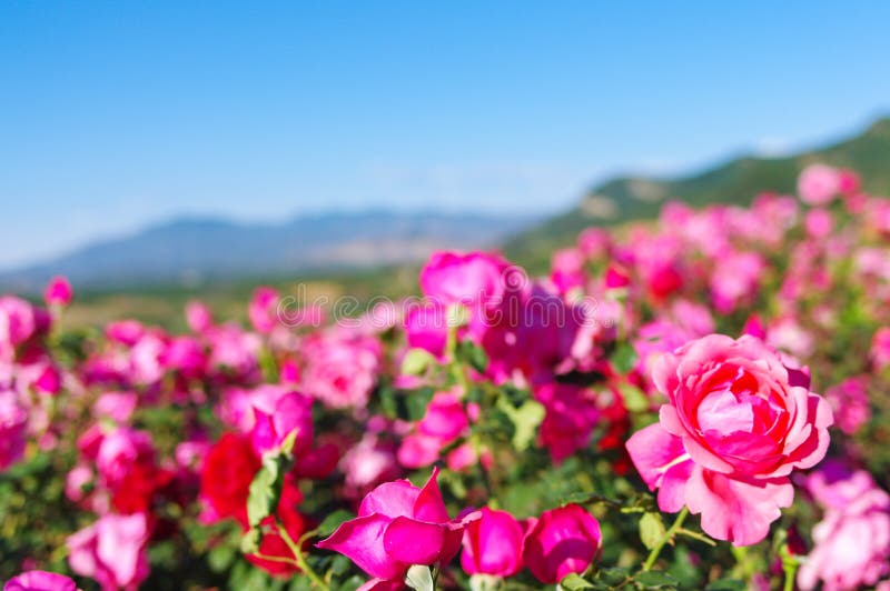 Rose field stock photo. Image of outdoor, covered, mountain - 71519690