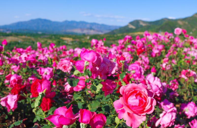 Rose field stock image. Image of flowers, flower, rose - 71522069