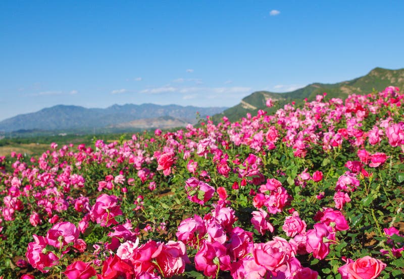 Rose field stock photo. Image of beautiful, landscape - 71522834