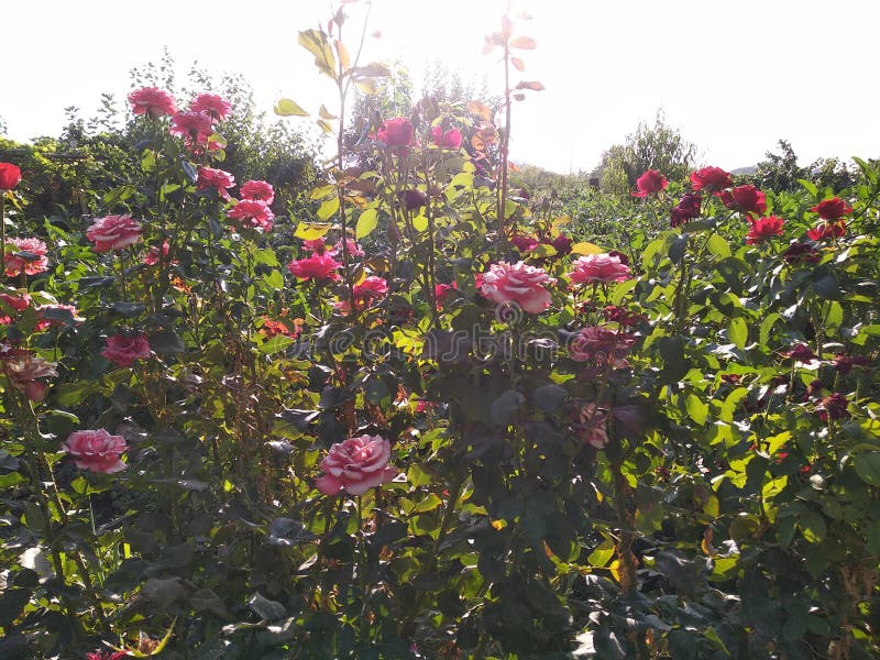 Rose fields stock image. Image of countryside, natural - 25407501