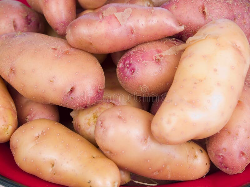 Rose fingerling potatoes stock image. Image of close - 11322069