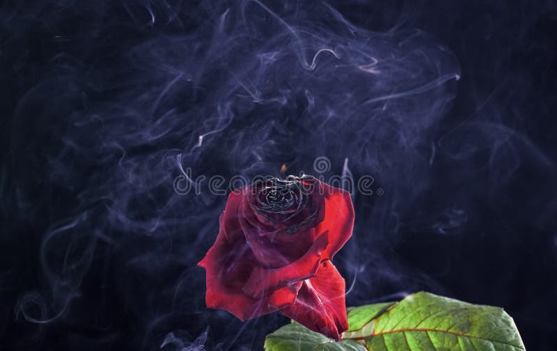 507 Smoke Fire Rose Stock Photos - Free & Royalty-Free Stock Photos ...