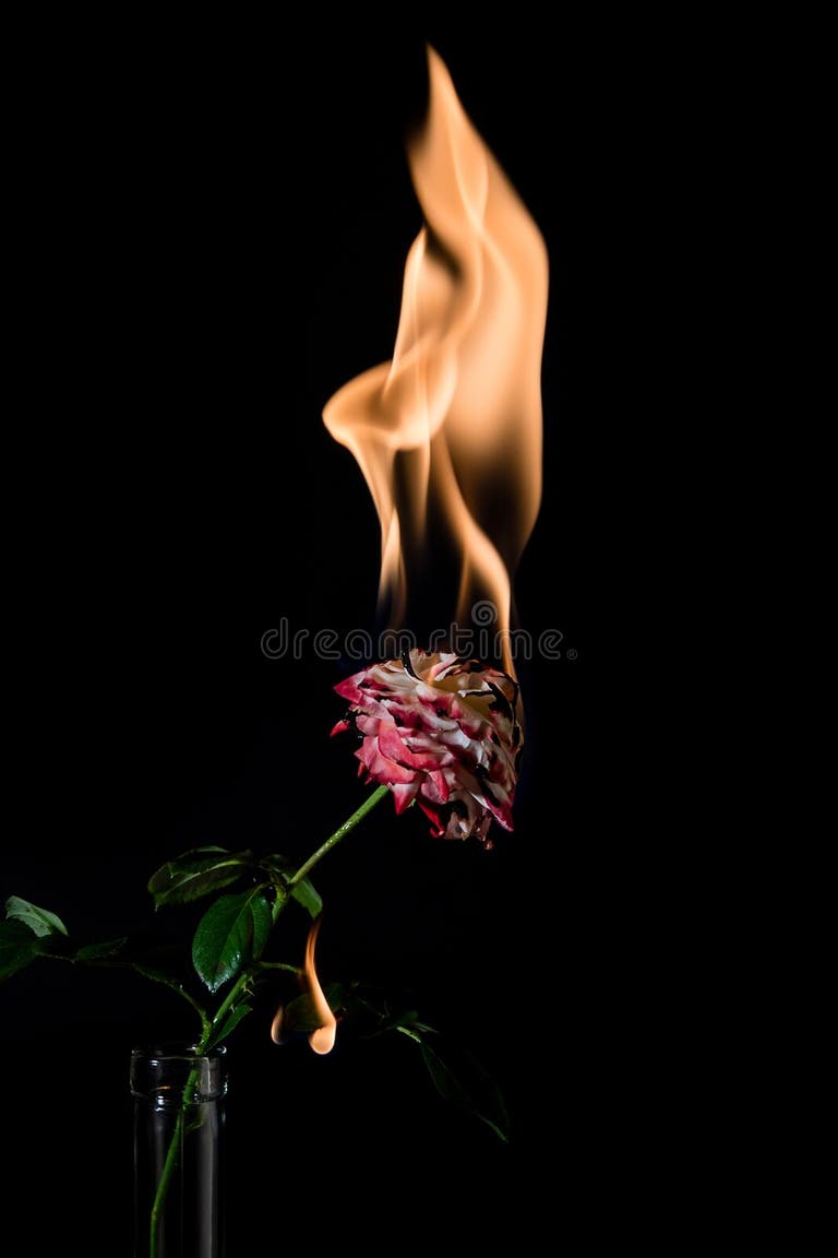 10,321 Fire Rose Stock Photos - Free & Royalty-Free Stock Photos from ...