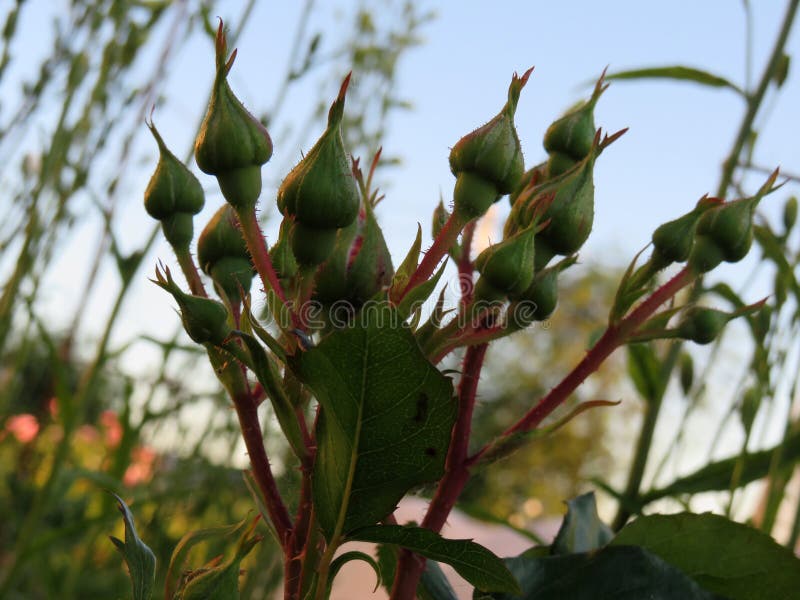 Fire buds stock photo. Image of buds, yellow, plants - 225406586
