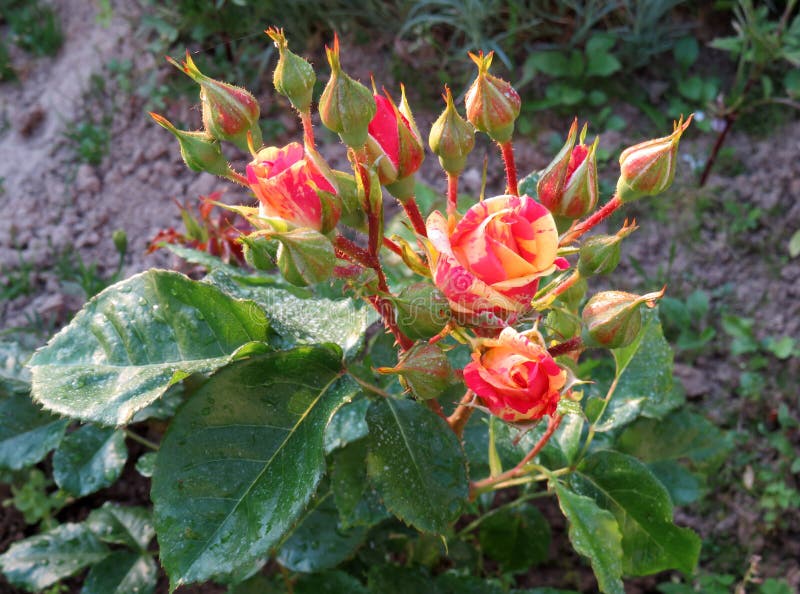 Rose Fire Flash with Original Two-tone Color of Buds Stock Image ...