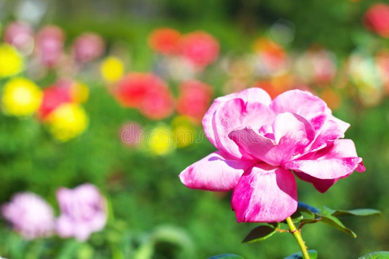 Rose First Federal`s Renaissance Stock Image - Image of plants, flowers ...