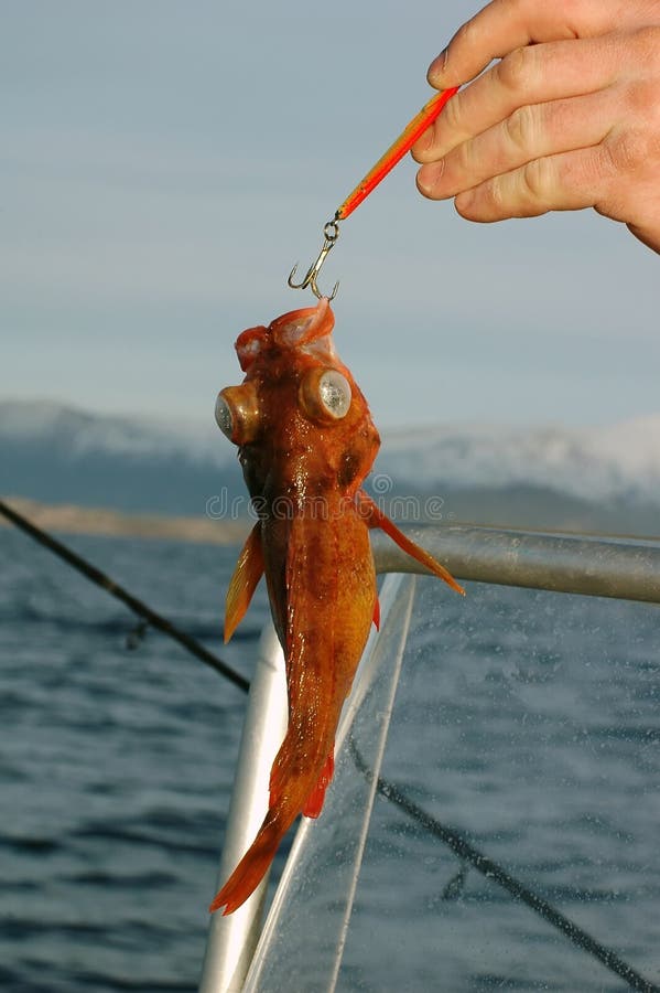 Rose fish stock image. Image of background, biology, animal - 24004823