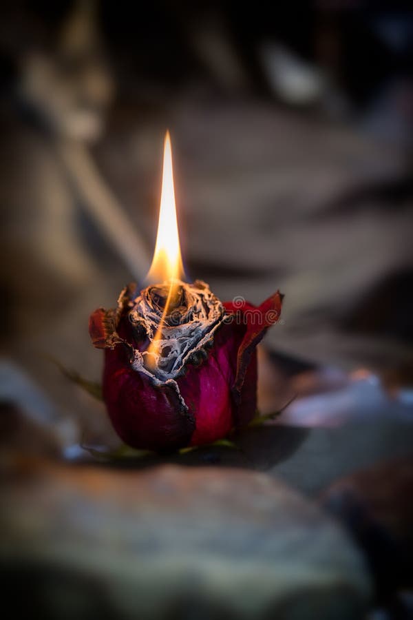 Burned rose, ash. stock image. Image of fire, moon, composite - 109157637