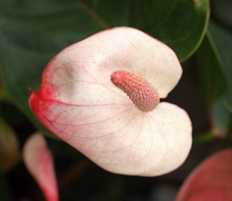 Rose Flamingo-bloem stock afbeelding. Image of nave, schoonheid - 48010693