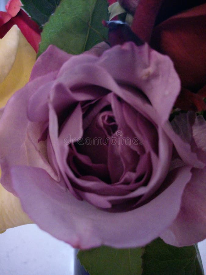 Rose flo stock photo. Image of colour, flower, peony - 182523020