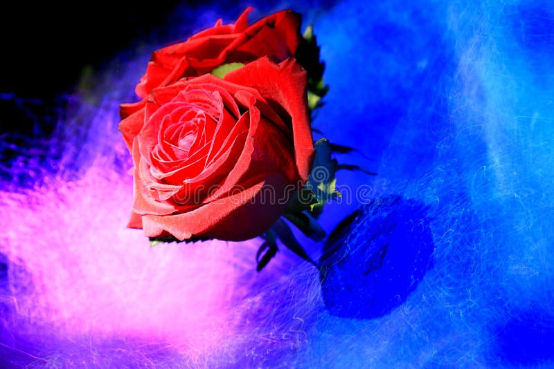 43,905 Purple Roses Photos - Free & Royalty-Free Stock Photos from ...