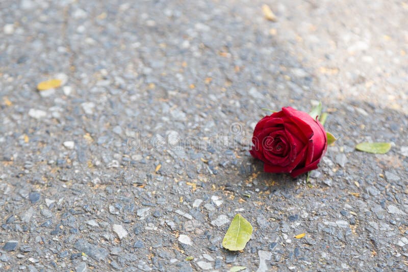Rose on the floor stock photo. Image of romantic, gift - 65506454