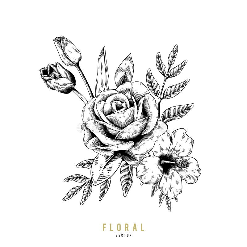 Rose Flora Ornament Drawing Vector Stock Vector - Illustration of ...