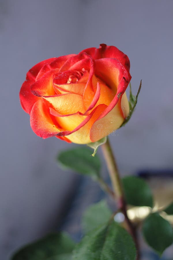 Rose flower stock photo. Image of gift, live, flower - 11611926