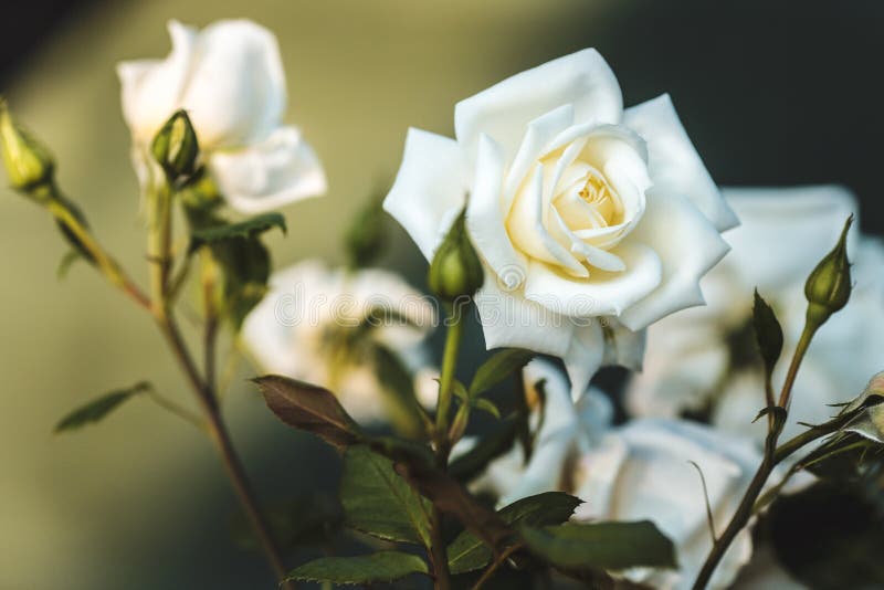 A rose flower stock image. Image of leaf, russia, rose - 37970575