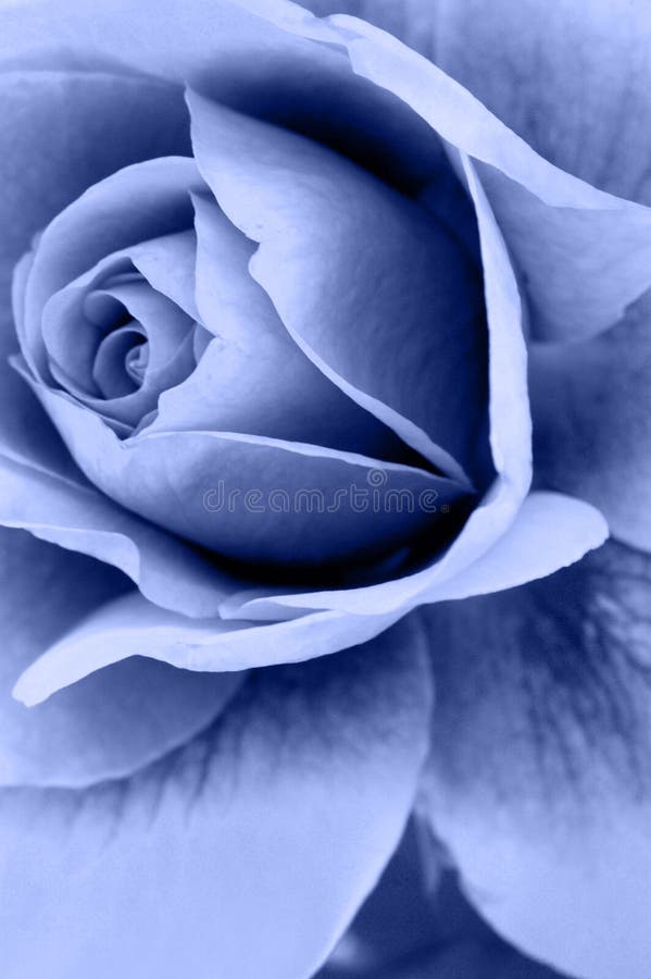 Blue Rose Bud stock photo. Image of gift, sadness, cold - 570428