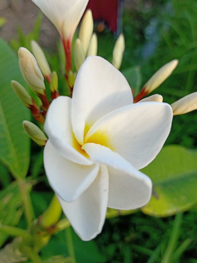 Flower amazing beautiful stock photo. Image of wildflower - 222012492