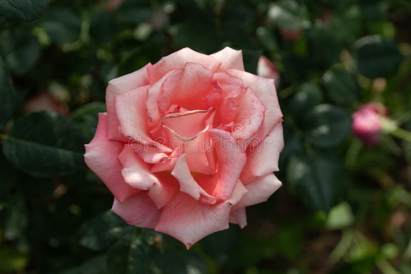 Rose Flower Rose on a Background of Green Foliage. Focus on the ...