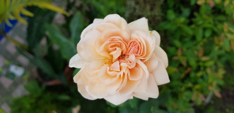 Flower Alexandrin Stock Photos - Free & Royalty-Free Stock Photos from ...