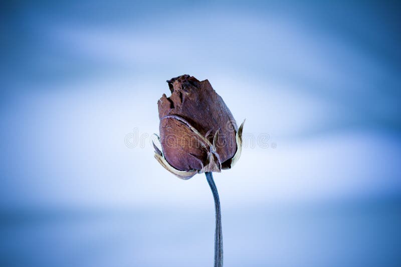 Split Toning Rose Flower Dry Stock Image - Image of leaf, parched ...