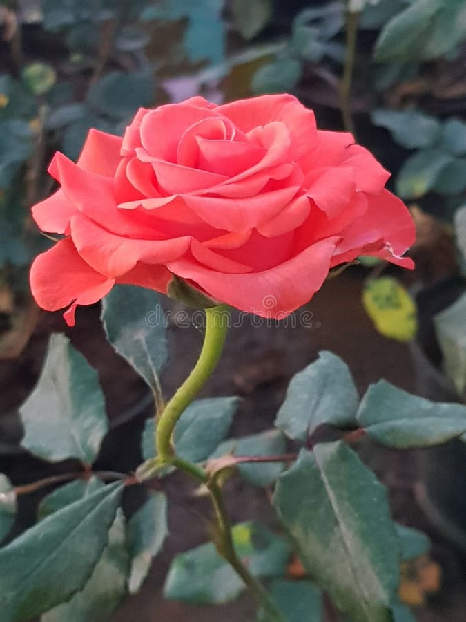 Rose flower stock photo. Image of flowe, flower, beautiful - 136340158