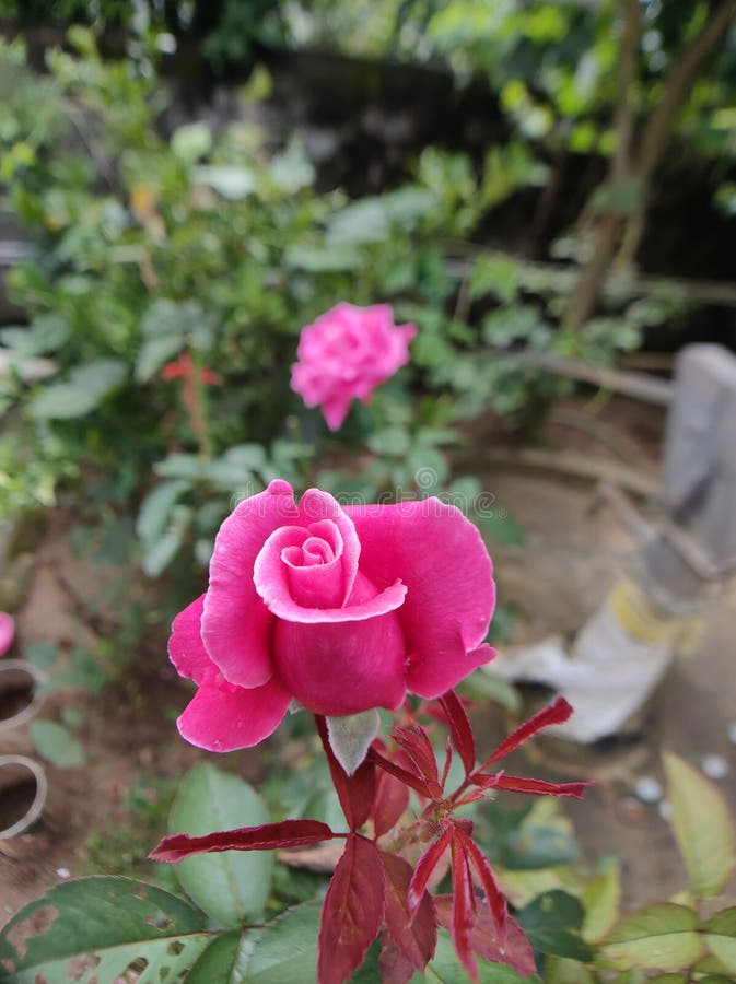 Rose Flower so Beautiful Picture Stock Photo - Image of leaf, blossom ...