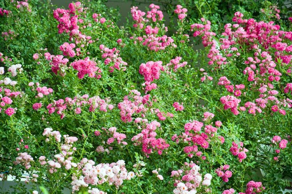 Rose flower bed in garden stock photo. Image of pink - 30157362