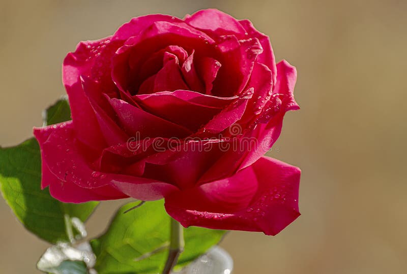 Rose Flower Birthday Present Stock Image - Image of pink, rose: 264015957