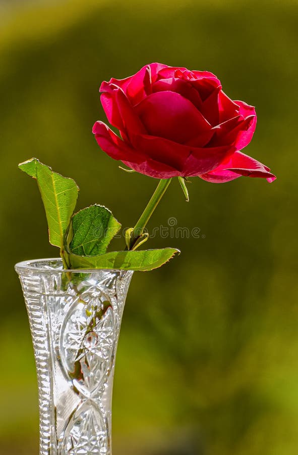 Rose Flower Birthday Present Stock Photo - Image of flora, anniversary ...