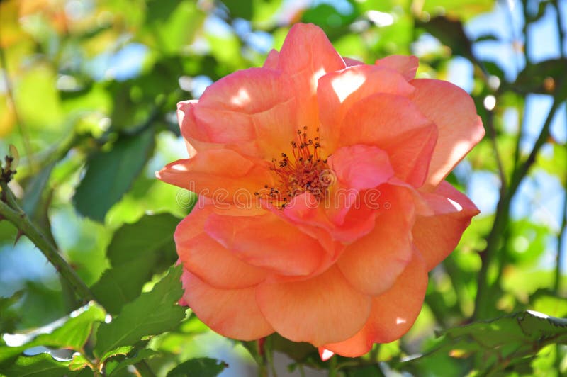 A Rose Flower Bloomed in the Garden Stock Photo - Image of bouquet ...