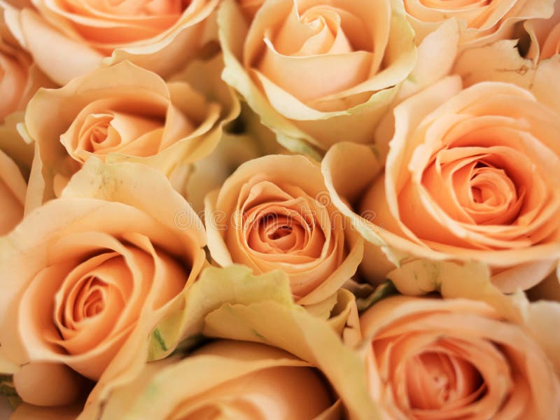 Rose Flower Blooms, Peach Roses Background, Roses Flower Pattern Stock ...